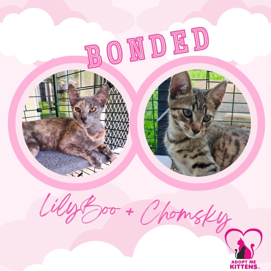 LilyBoo & Chomsky - Female Domestic Short Hair (DSH) Cat in QLD - PetRescue