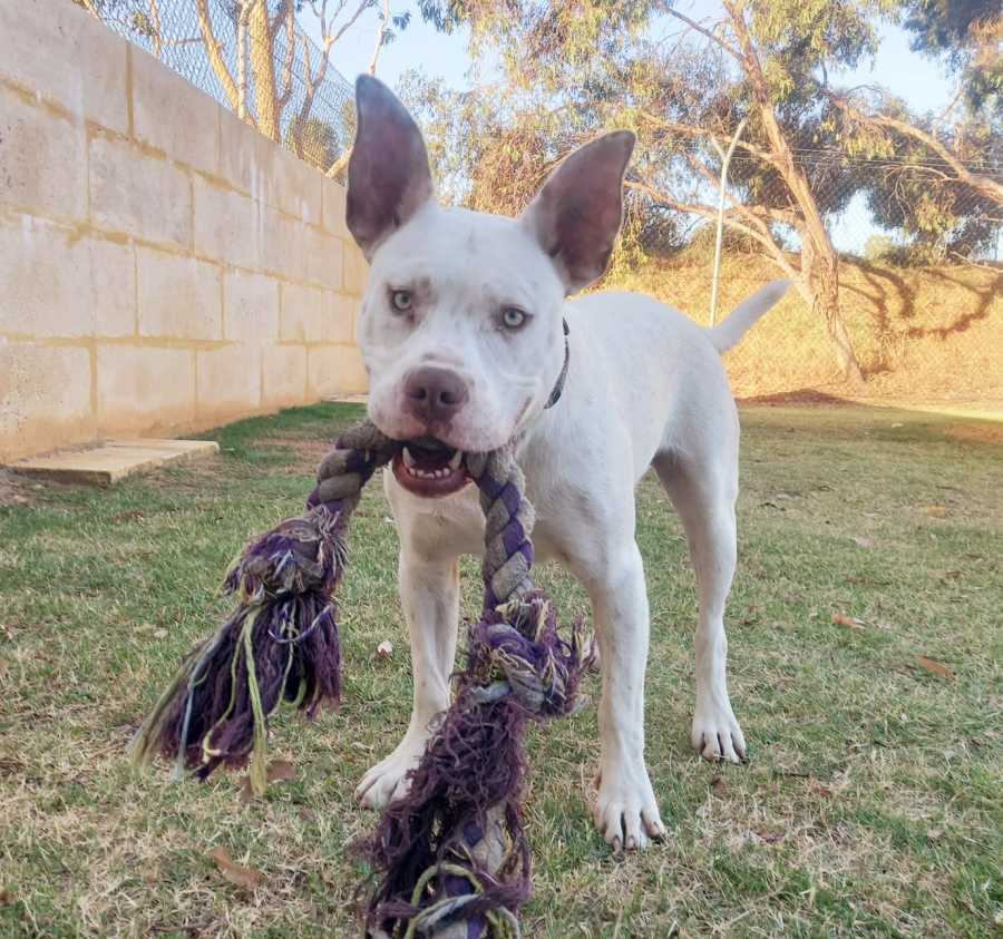 Kent - Medium Male Bull Terrier Mix Dog in WA - PetRescue