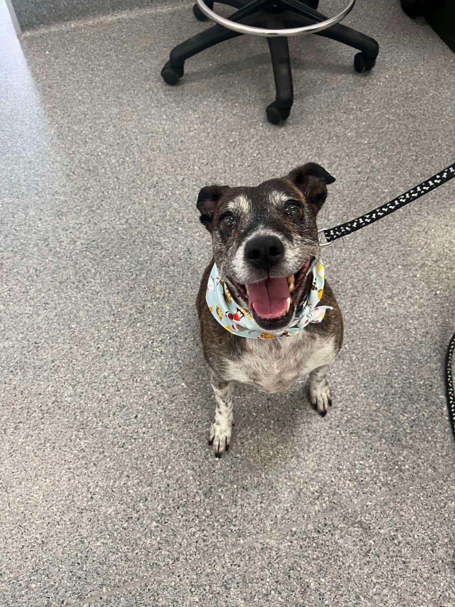 Tara - Medium Female Staffordshire Bull Terrier Mix Dog in QLD - PetRescue