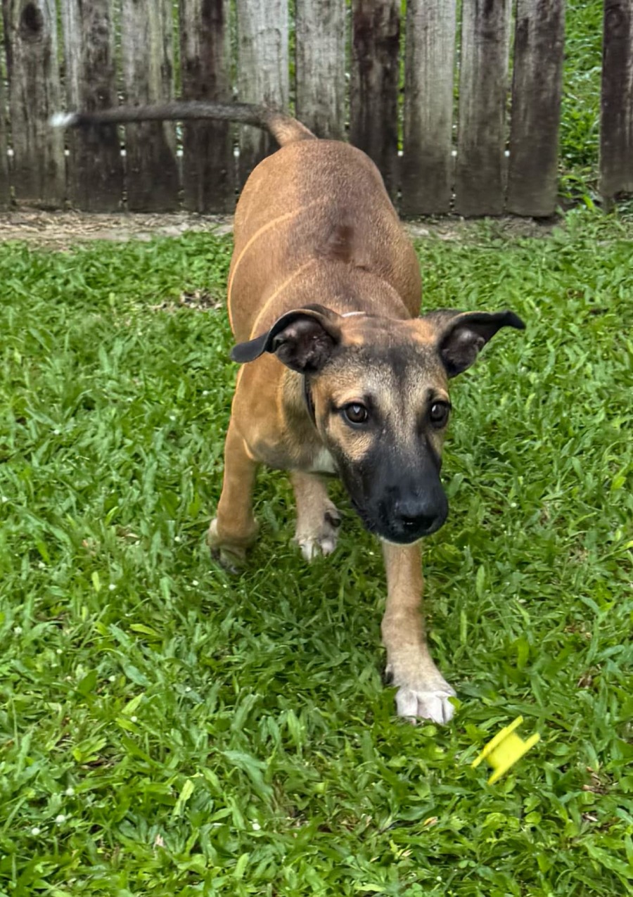 Reo - Medium Male Rhodesian Ridgeback Mix Dog in QLD - PetRescue