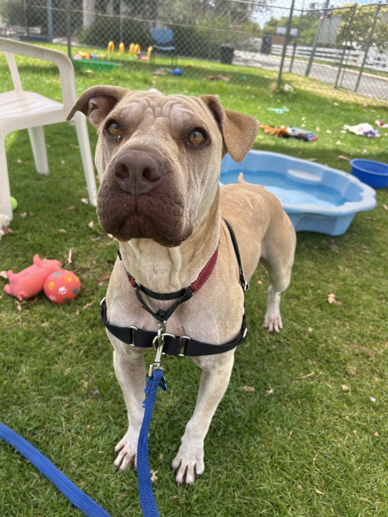 Esmeralda - Medium Female Sharpei Mix Dog in WA - PetRescue