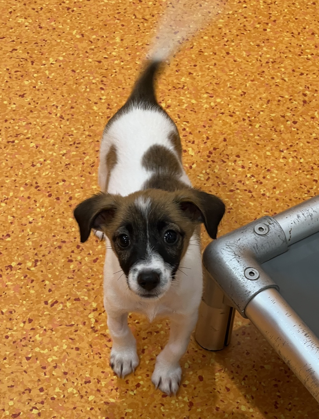 Evie - Small Female Jack Russell Terrier x Miniature Fox Terrier Mix ...