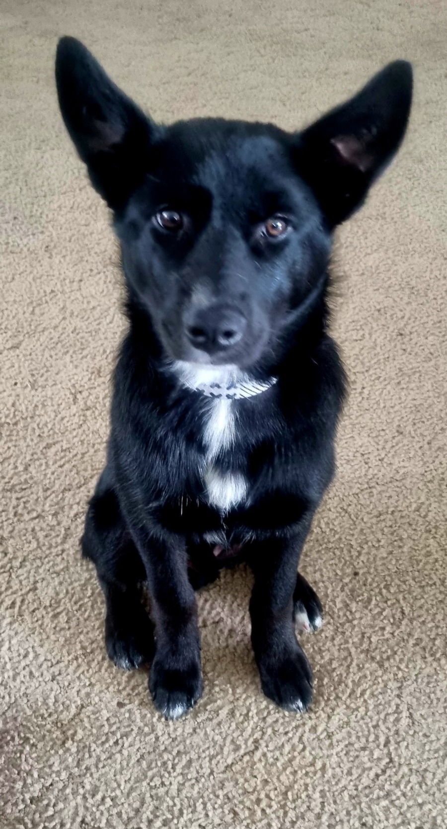Oscar - 5 Month Old Kelpie x Samoyed - Medium Male Australian Kelpie x ...