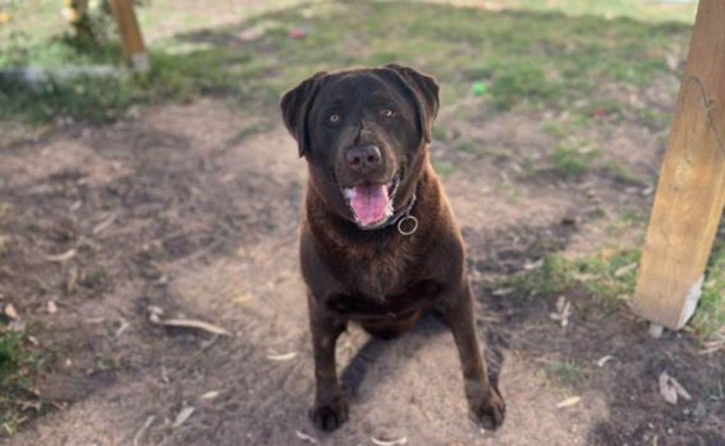 Rocket - Large Male Labrador Mix Dog in VIC - PetRescue