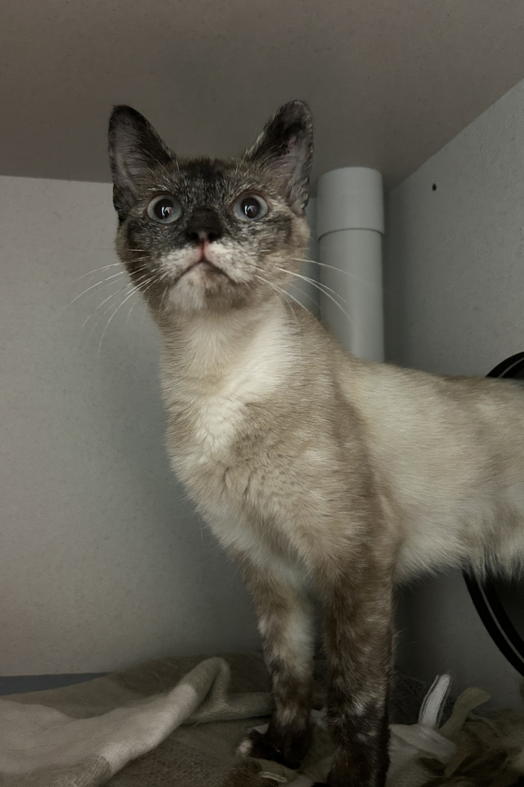 Kimiko - Female Tonkinese Mix Cat in QLD - PetRescue