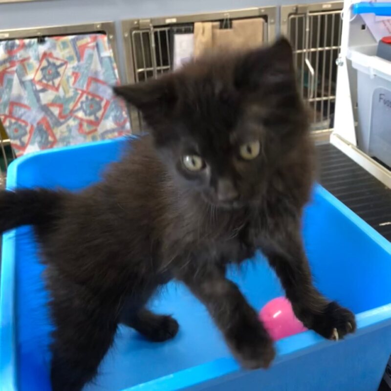 Squeak - Female Domestic Medium Hair (DMH) Cat in NSW - PetRescue