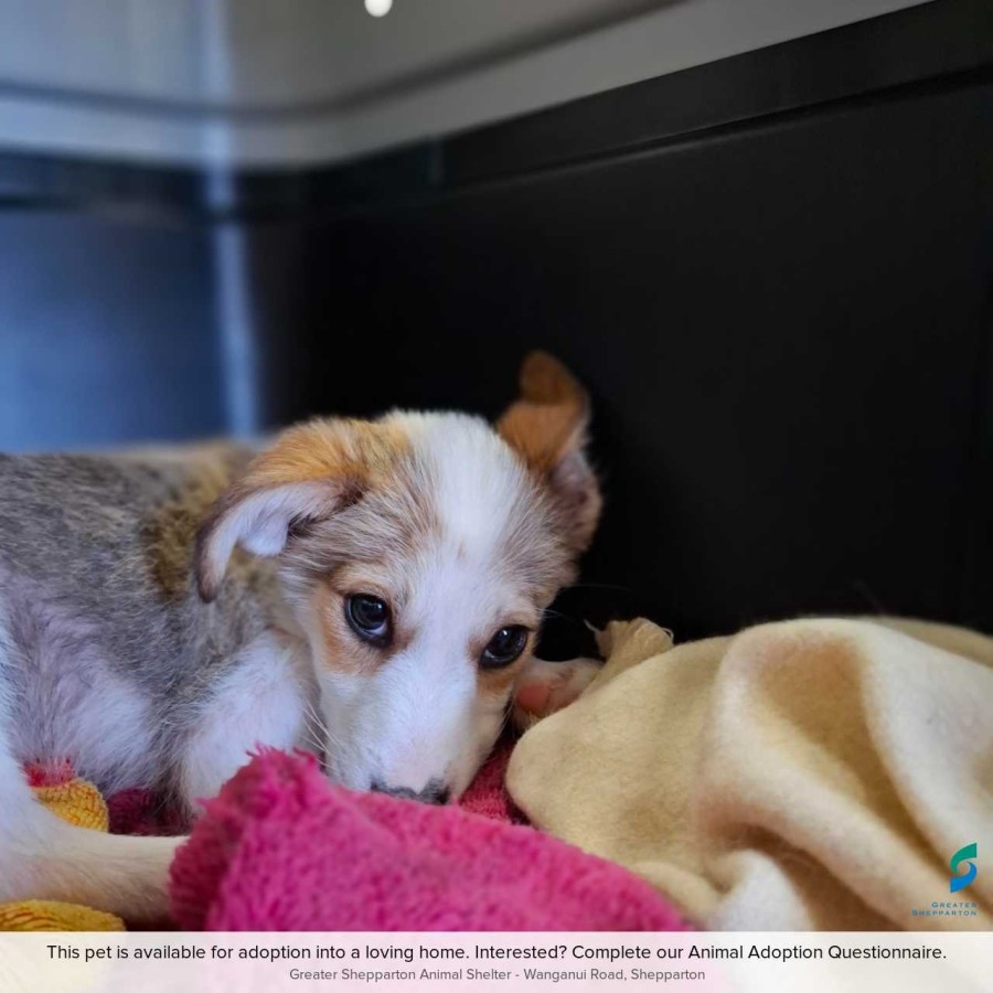 Iggy - Medium Male Mixed breed Dog in VIC - PetRescue