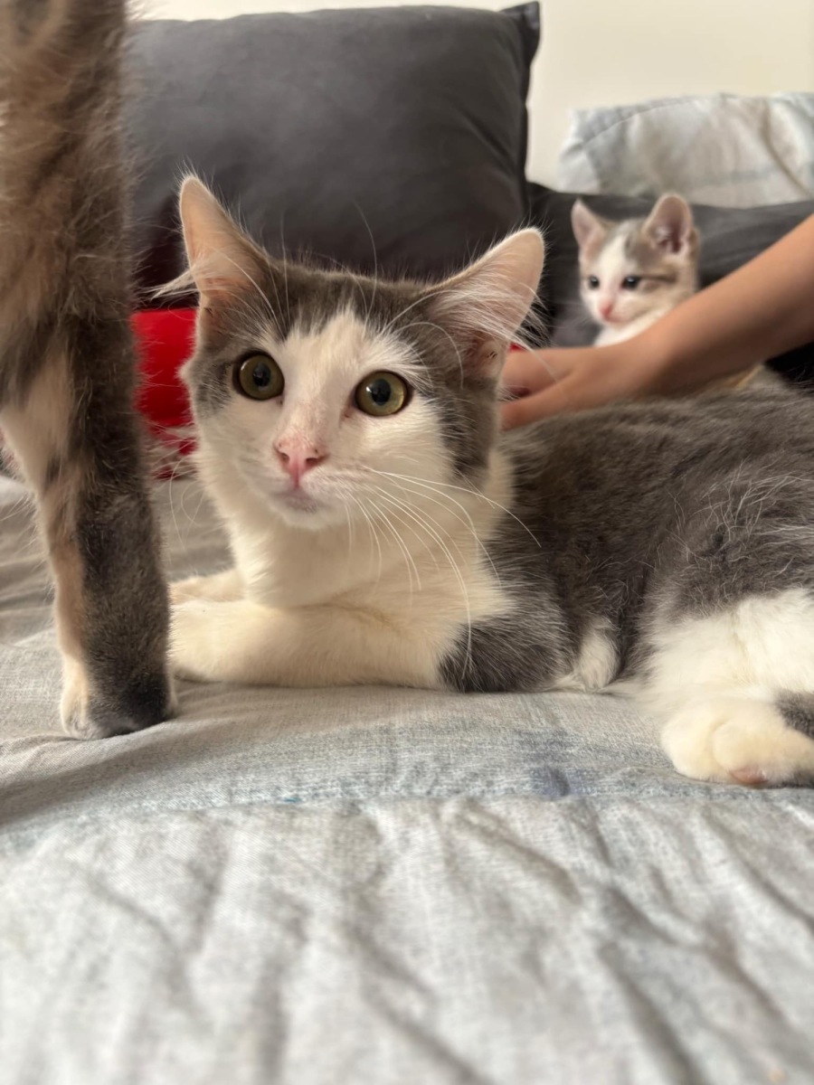 Sunraysia Animal Rehousing Group - PetRescue