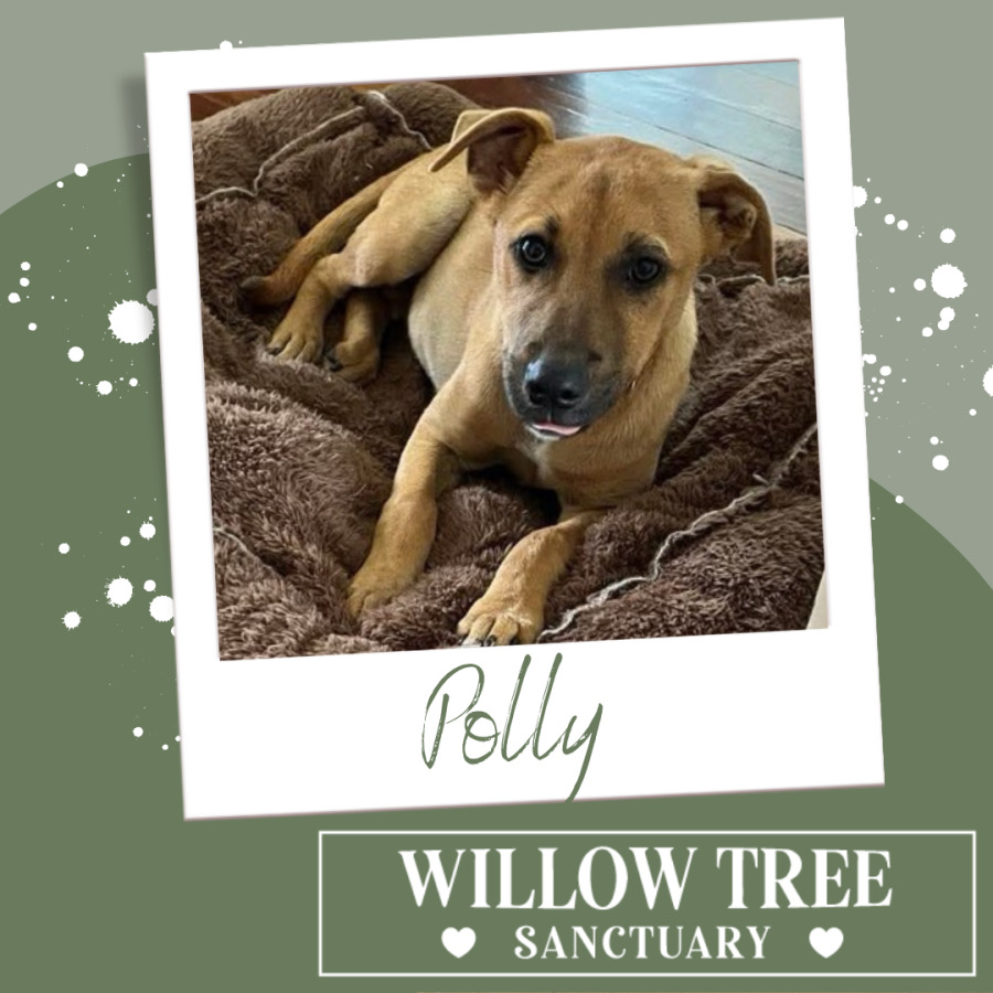 Polly - Medium Female Australian Kelpie Mix Dog in NSW - PetRescue