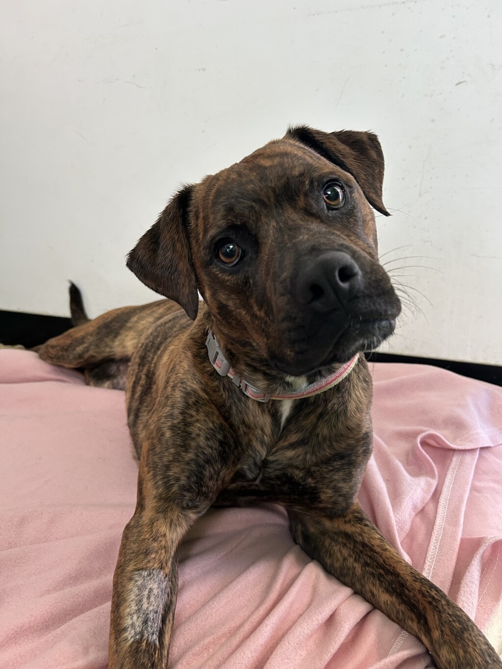 Skylah - Medium Female Boxer x American Staffordshire Terrier Mix Dog ...