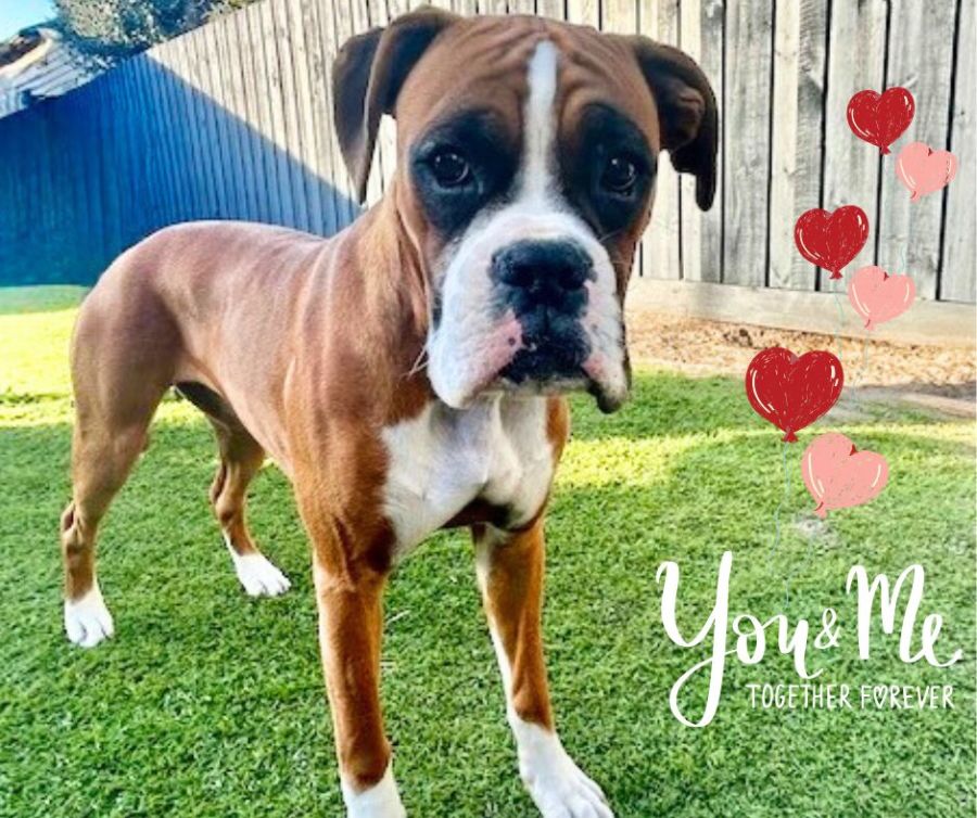 Oats - Medium Female Boxer Dog in VIC - PetRescue