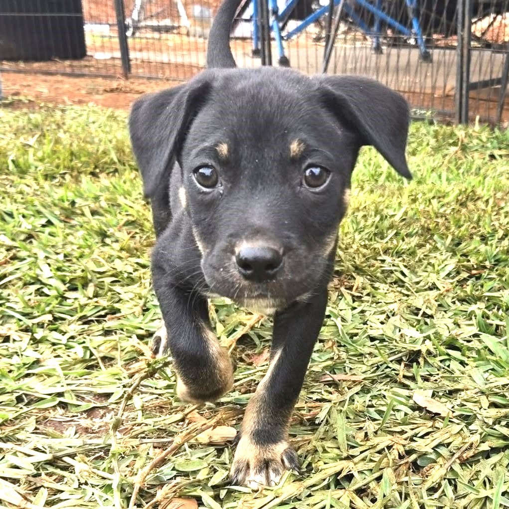 Banjo - Medium Male Staffordshire Bull Terrier x Mixed breed Mix Dog in ...