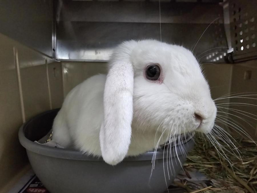 Caraway - Female Rabbit in NSW - PetRescue