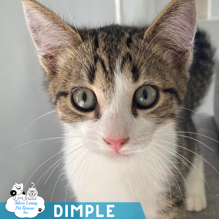 Dimple - Male Domestic Short Hair (DSH) Cat in QLD - PetRescue