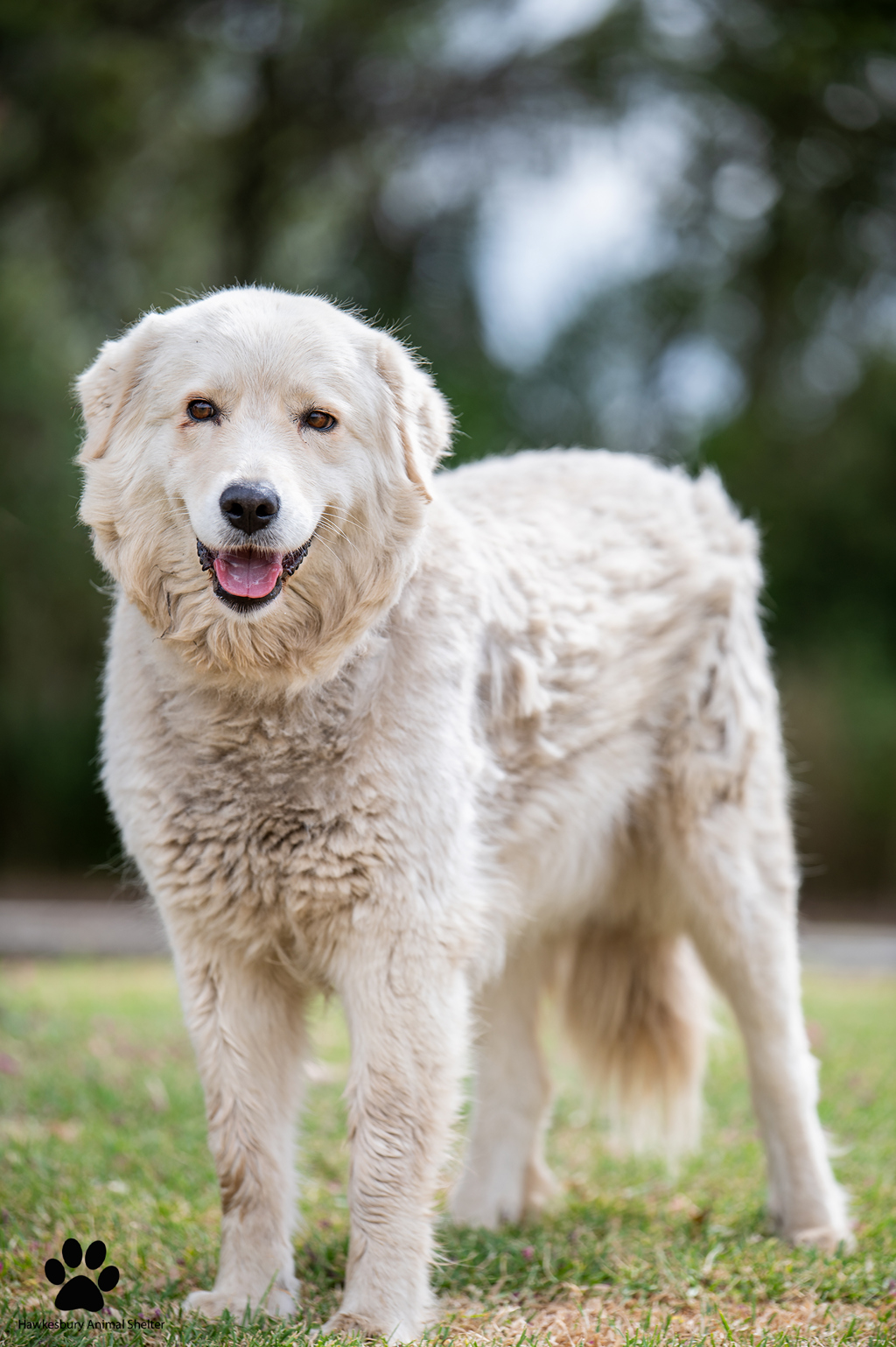 Ellie - Large Female Golden Retriever x Large Cross Breed Mix Dog in ...