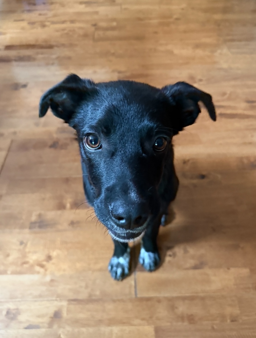 Pesto - Medium Male Mixed breed Dog in NSW - PetRescue