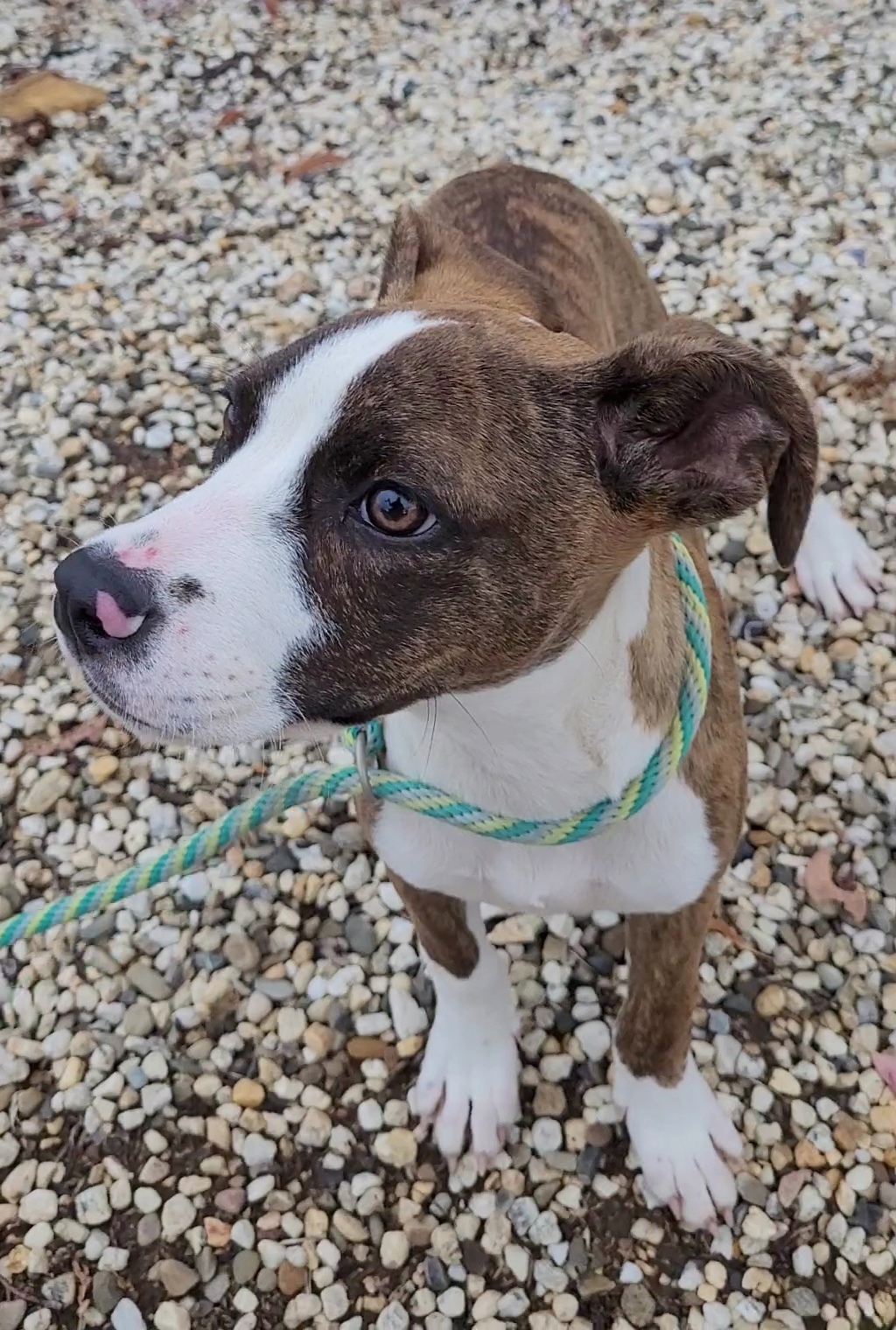 Lil Lasagna - Medium Female Boxer x American Staffy Mix Dog in VIC ...