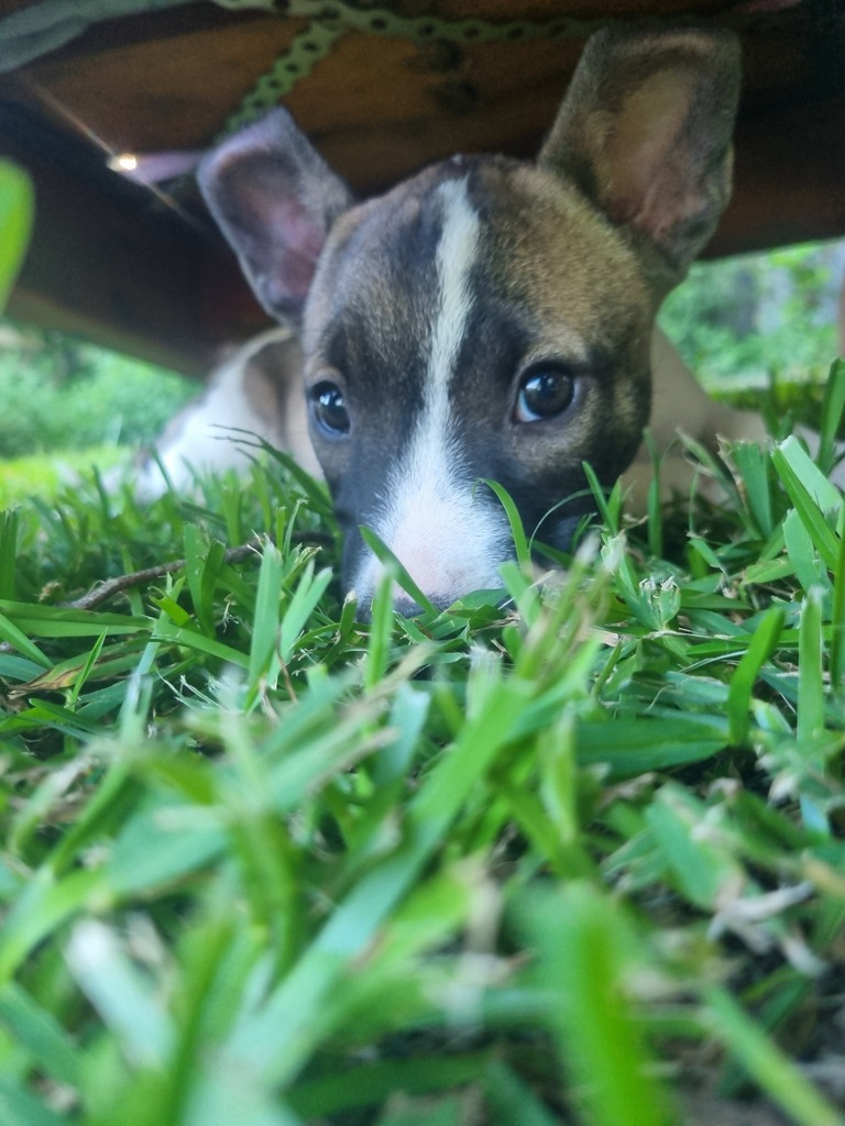 Dasher - Medium Female American Staffordshire Bull Terrier Mix Dog in ...