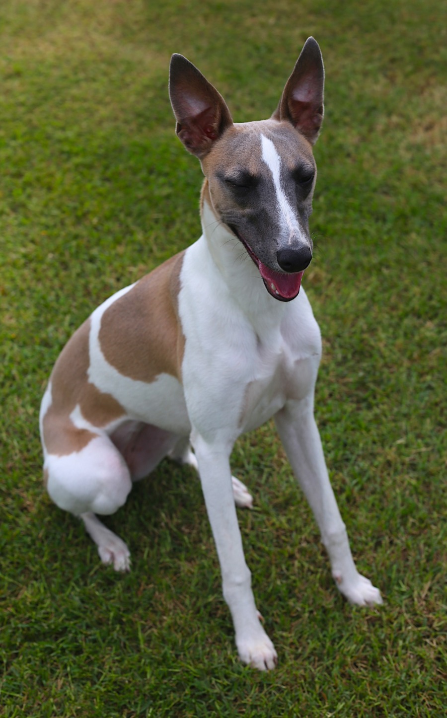 Winnie - Medium Female Whippet Dog in QLD - PetRescue