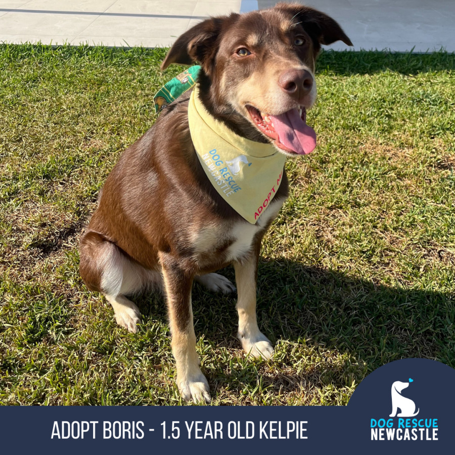 Boris - 1.5 Year Old Kelpie (On Trial) - Medium Male Australian Kelpie ...