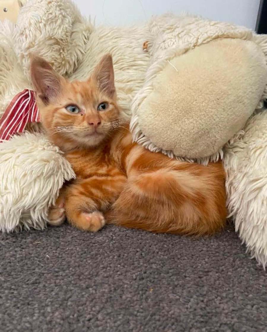 Crumpet - Male Domestic Short Hair (DSH) Cat in VIC - PetRescue