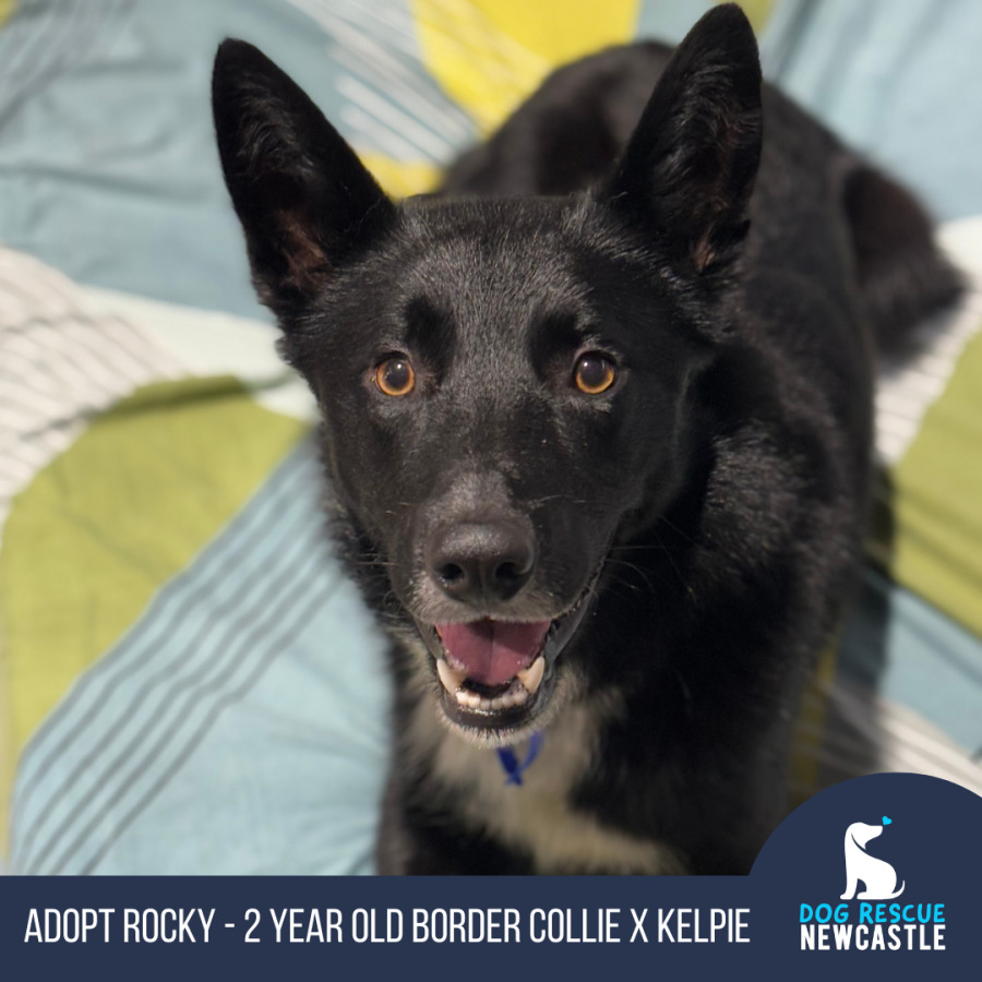 Rocky - 2 Year Old Border Collie X Kelpie (Trial) - Medium Male Border Collie x Australian ...