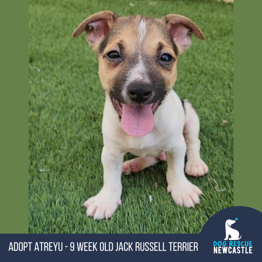 Atreyu - 9 Week Old Jack Russell Terrier - Small Male Jack Russell ...