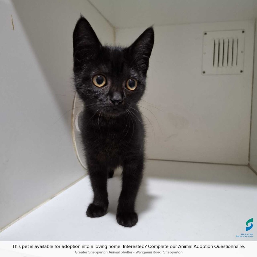 Poppet - Female Domestic Short Hair (DSH) Cat in VIC - PetRescue