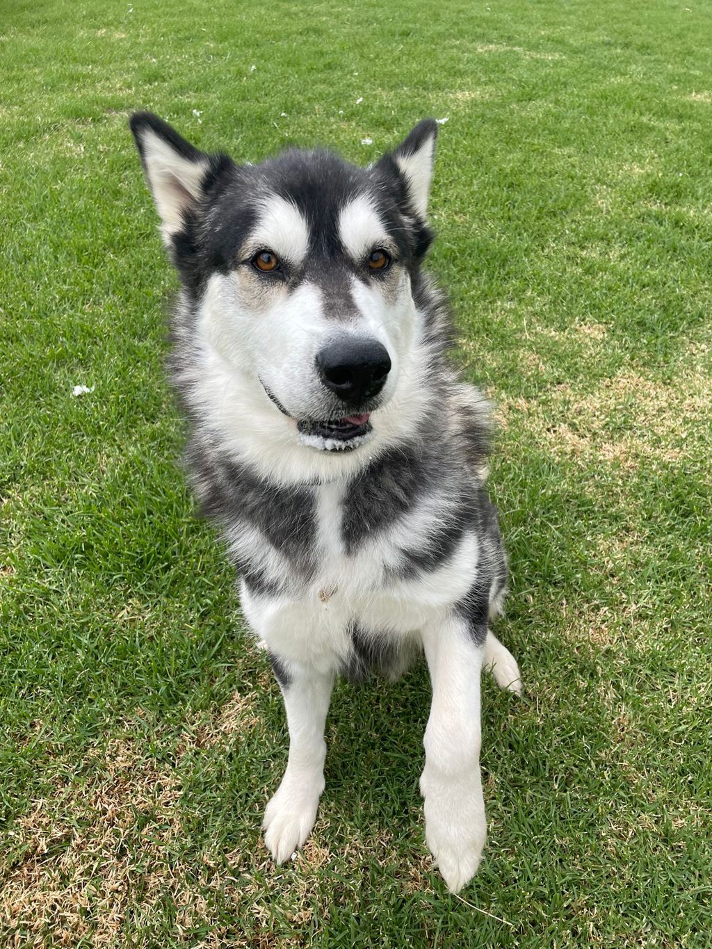 Riley Waite - Large Female Alaskan Malamute Mix Dog in VIC - PetRescue