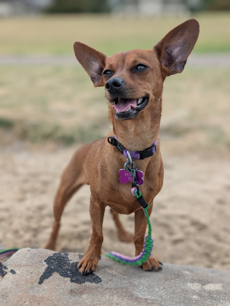 Momo - Small Female Miniature Pinscher Mix Dog in NSW - PetRescue