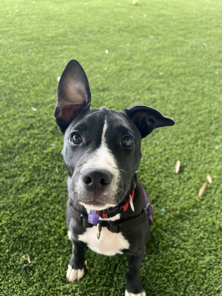 Roxie Milly Timbs - Medium Female English Staffordshire Bull Terrier x ...