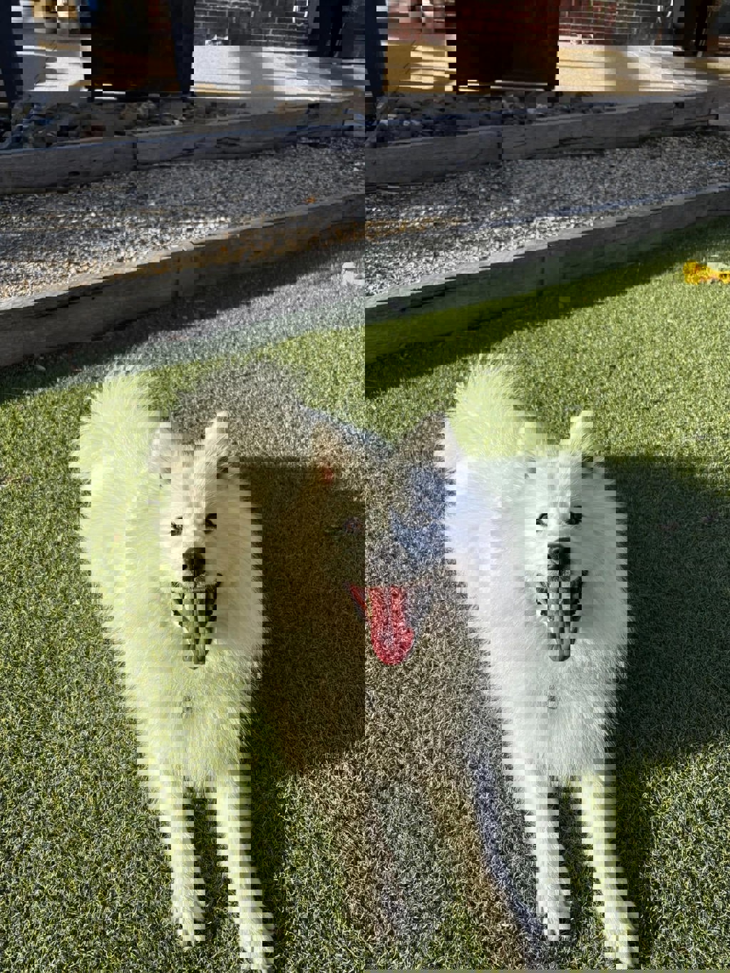 Aspen - Medium Male Japanese Spitz Mix Dog in VIC - PetRescue