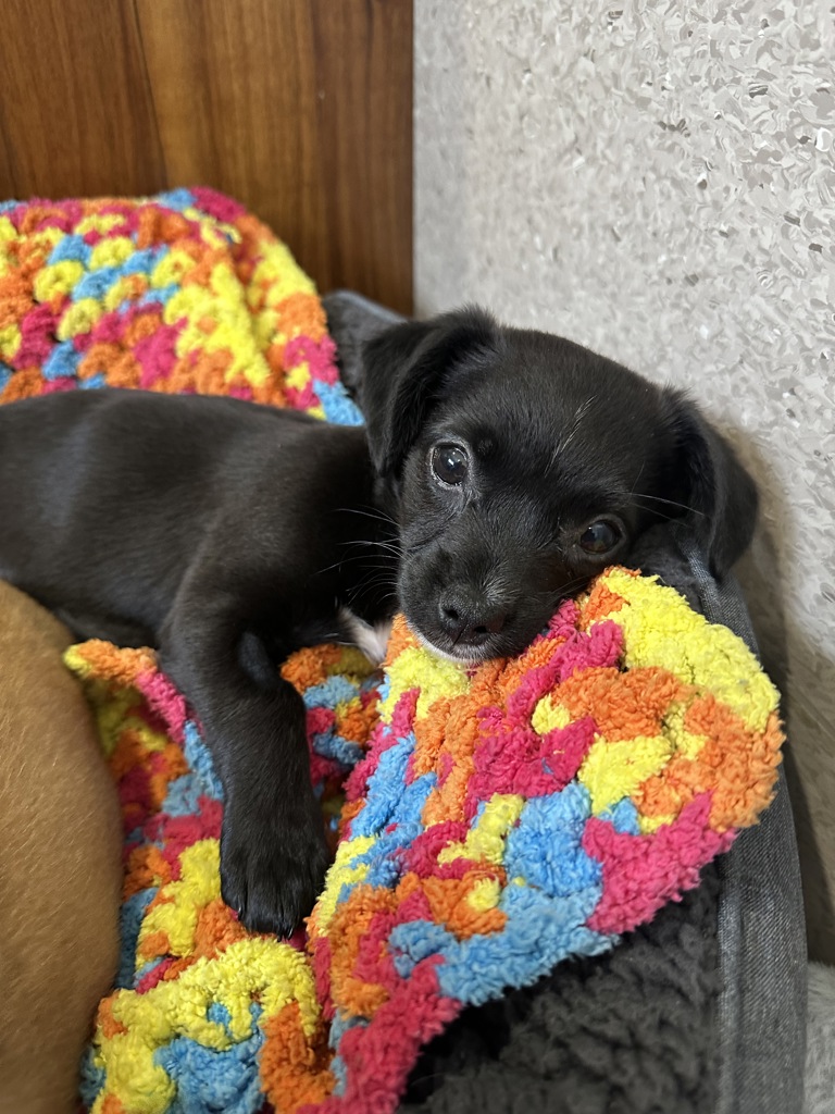 Celeste - Small Female Chihuahua x Jack Russell Terrier Mix Dog in NSW - PetRescue