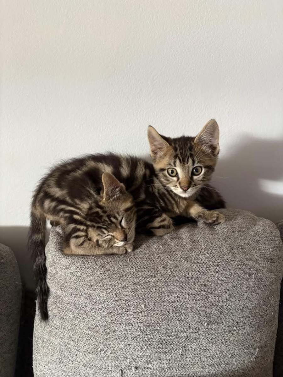 Don’t Go Astray Inc - PetRescue