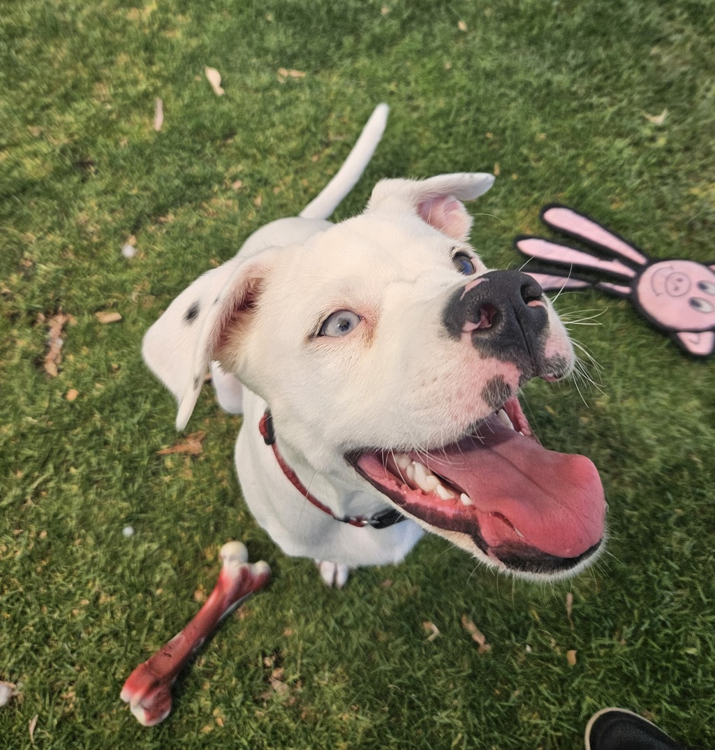 Dapple - Large Male Staffordshire Bull Terrier Mix Dog in WA - PetRescue