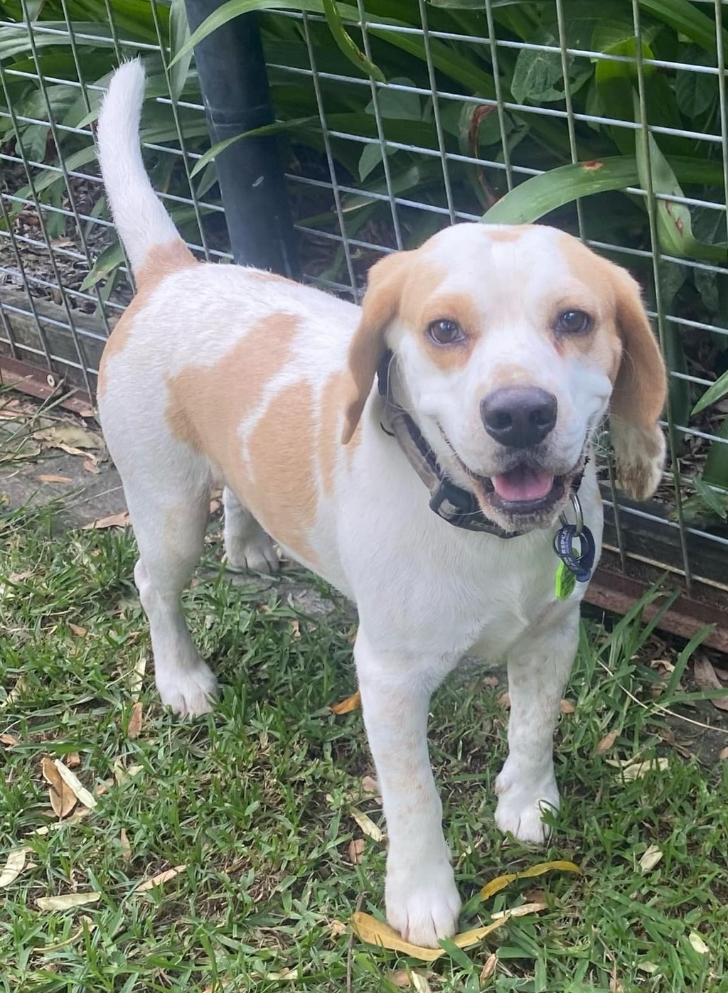 George - Medium Male Beagle Mix Dog in QLD - PetRescue