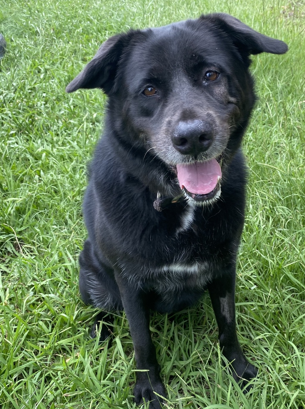 Oliver - Large Male Alaskan Malamute x Labrador Retriever Mix Dog in ...