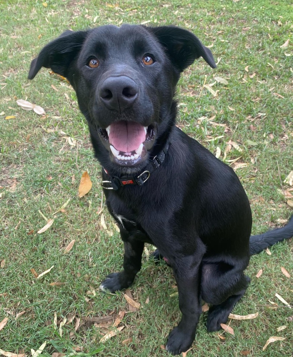 Smudge - Medium Male Kelpie x Labrador Retriever Mix Dog in QLD - PetRescue