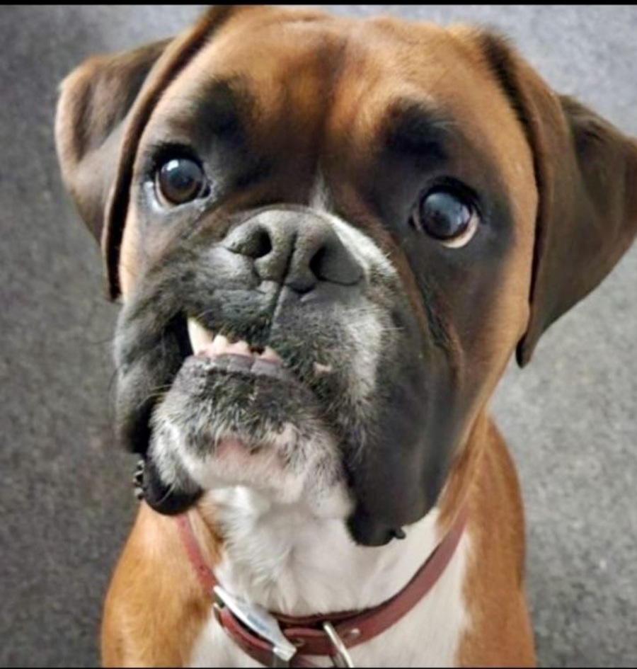 Tommy - Medium Male Boxer Dog in VIC - PetRescue