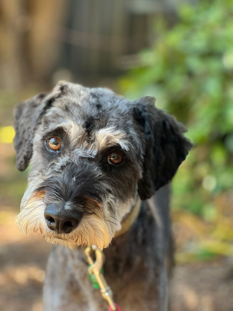 Hendrix - Medium Male Schnauzer Dog in VIC - PetRescue