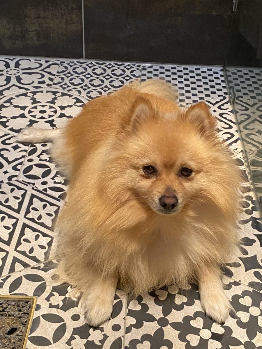 Benji - Medium Male Pomeranian Dog in NSW - PetRescue