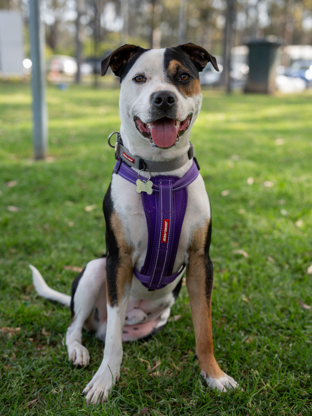 Johnnie - Medium Male Staffordshire Terrier Mix Dog in NSW - PetRescue