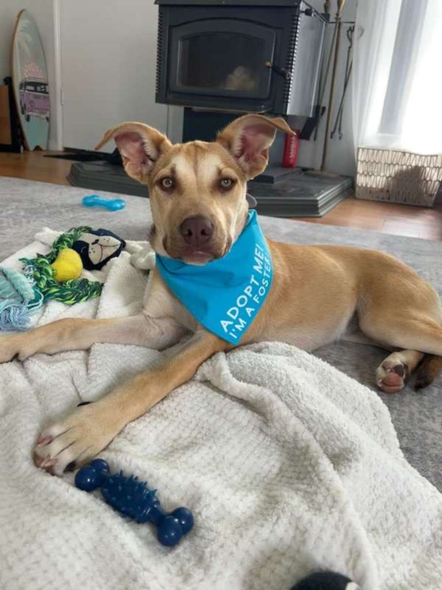 Chewy - Medium Female Australian Kelpie Mix Dog in QLD - PetRescue