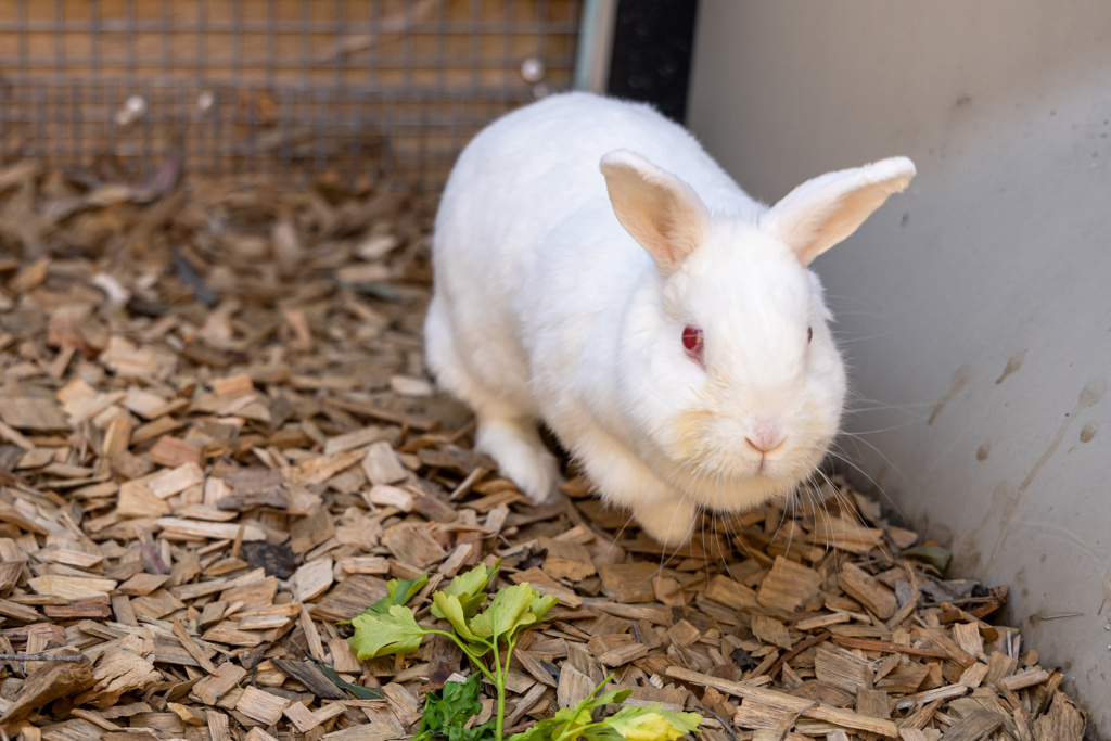 Coco - Female Netherland Dwarf x Bunny Rabbit Mix Rabbit in NSW - PetRescue