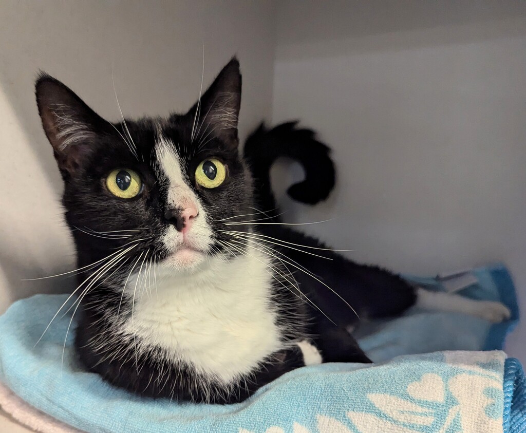 Ninja - Male Domestic Short Hair Mix Cat in QLD - PetRescue