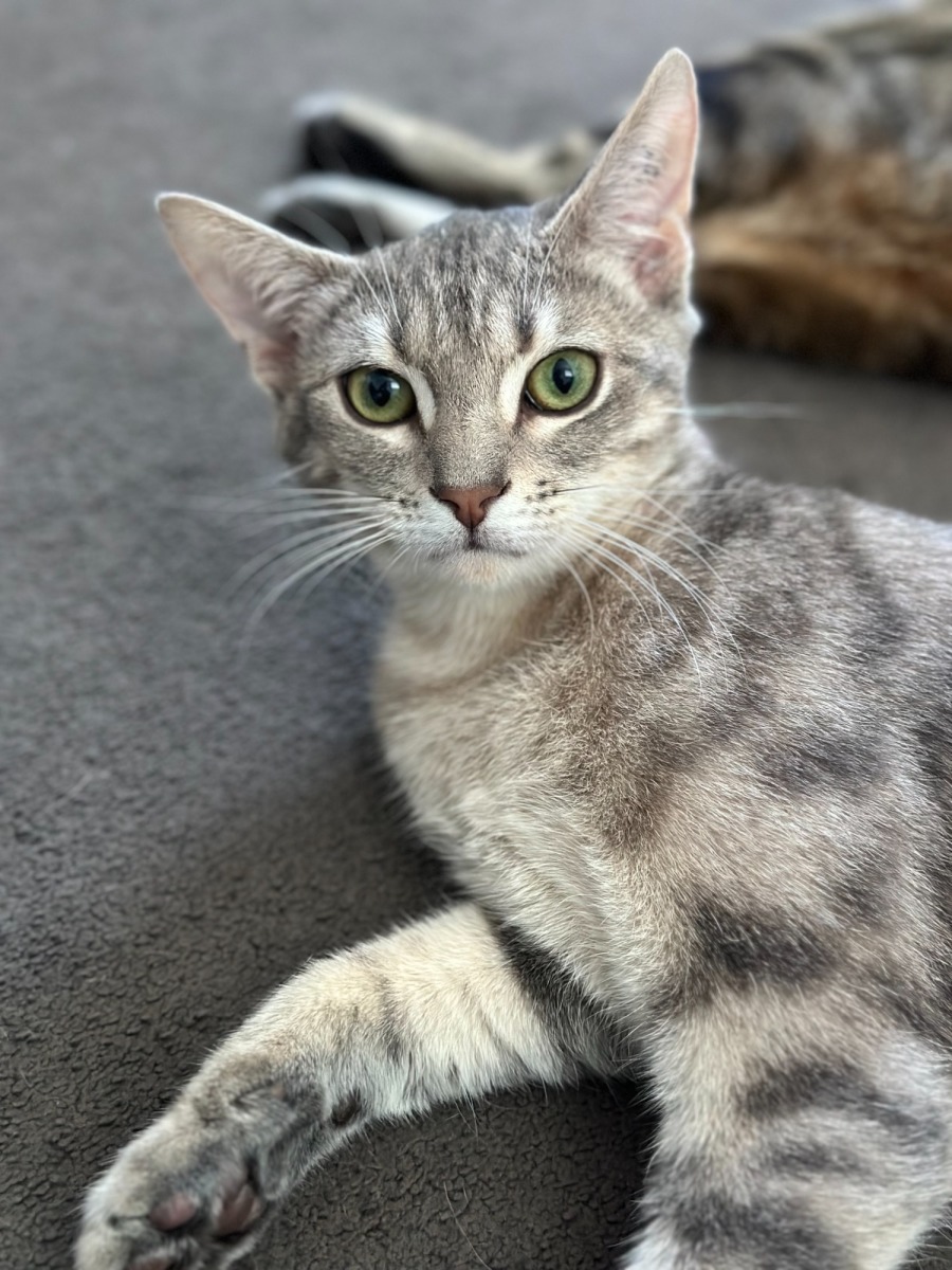 Lilly - Female Domestic Short Hair (DSH) Cat in NSW - PetRescue