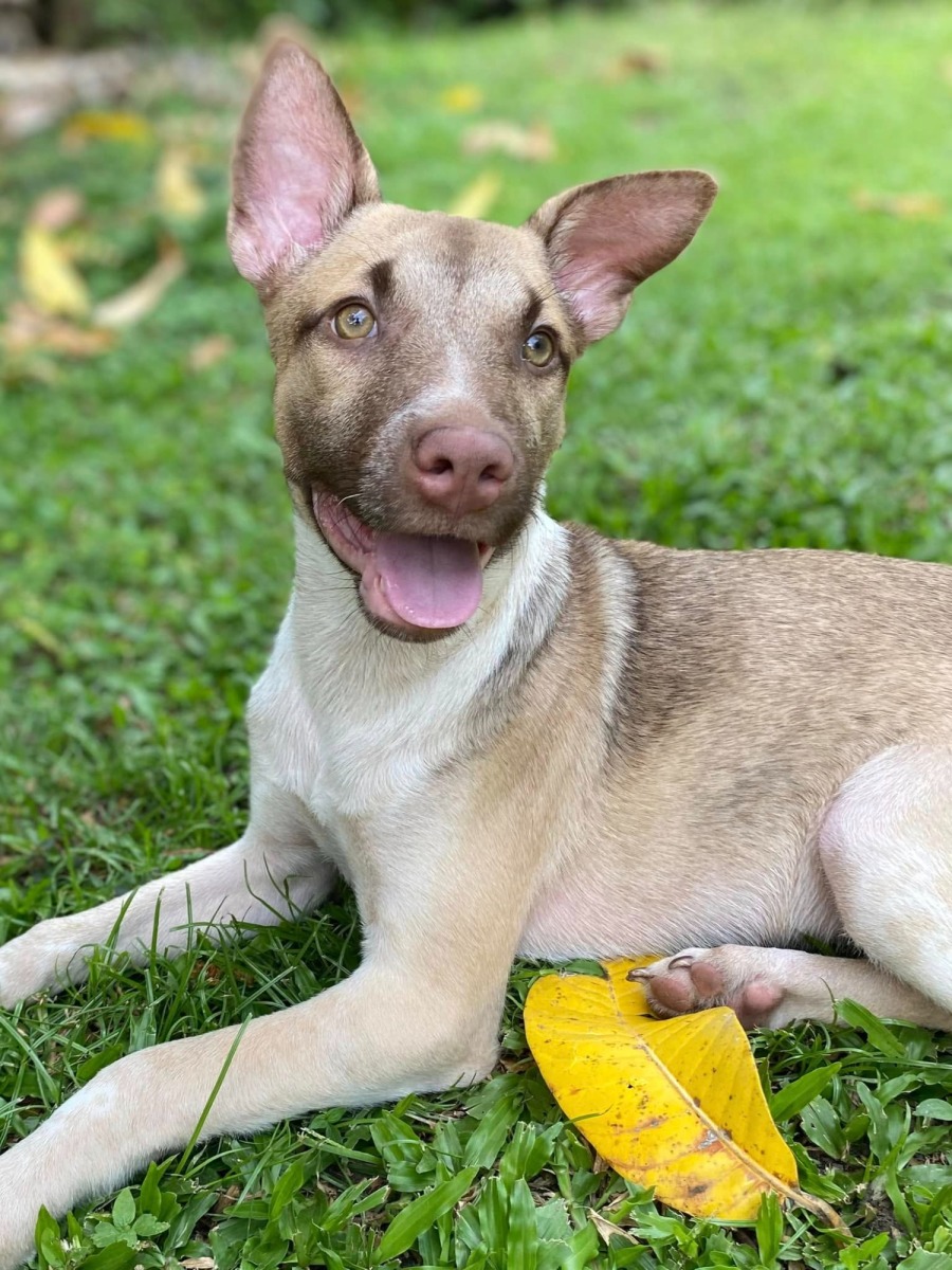 Foxy - Medium Female Australian Kelpie Mix Dog in QLD - PetRescue