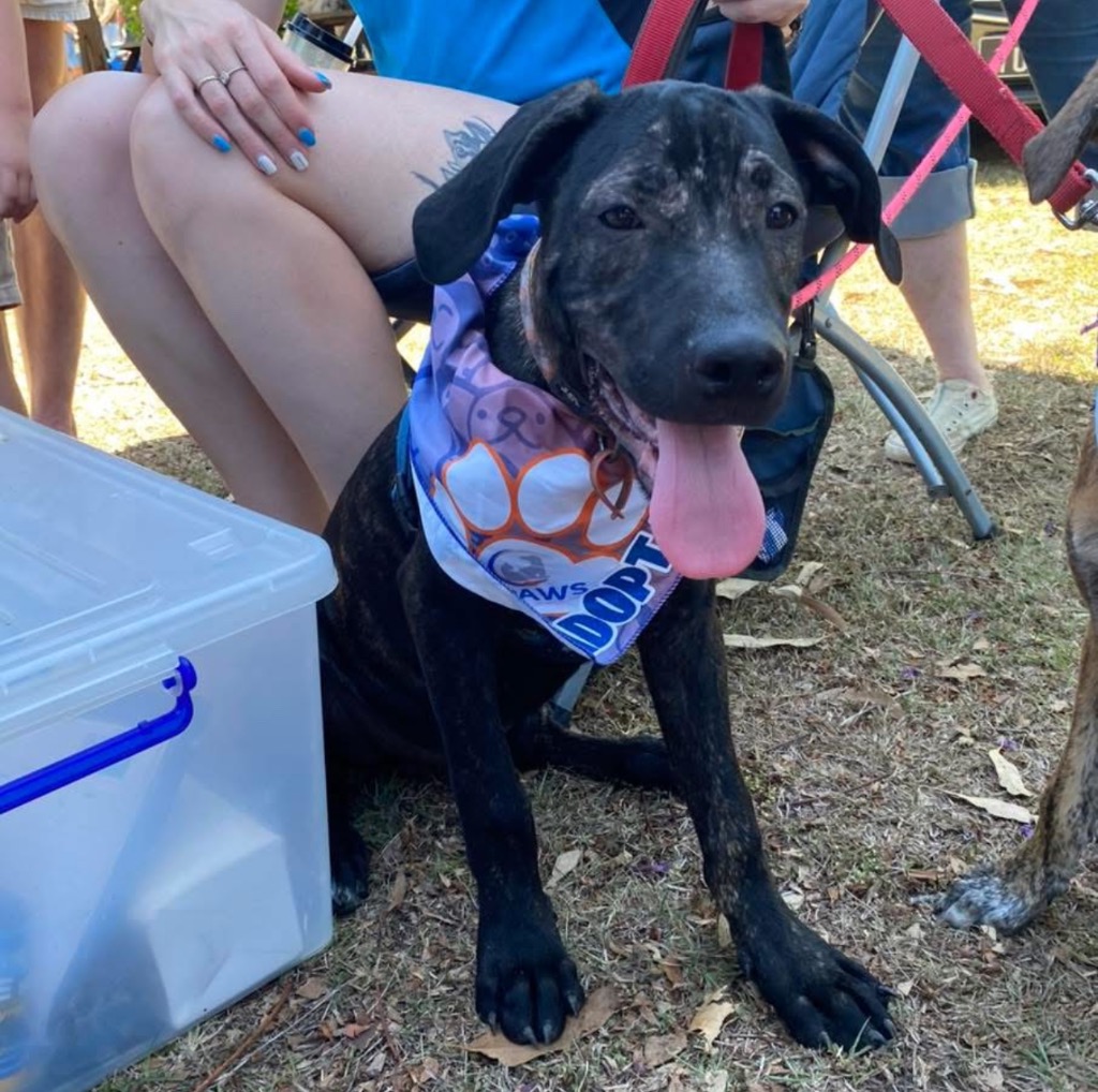 Happy - Medium Male Bull Arab Dog in QLD - PetRescue