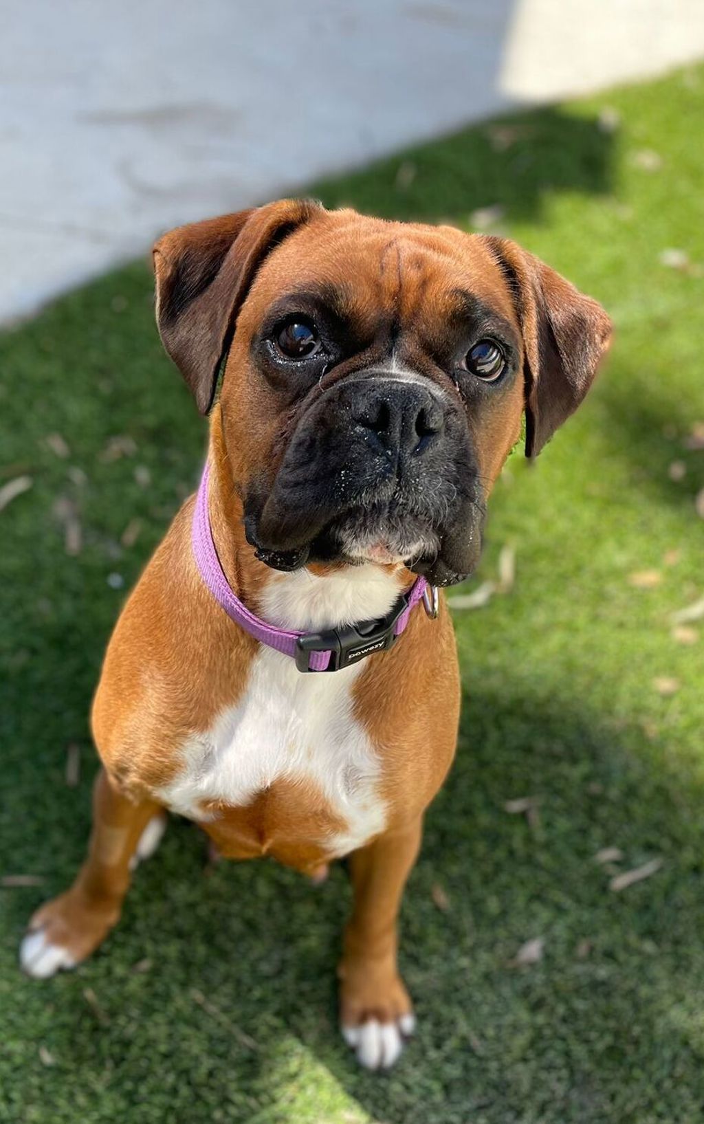 Meg - Medium Female Boxer Mix Dog in VIC - PetRescue