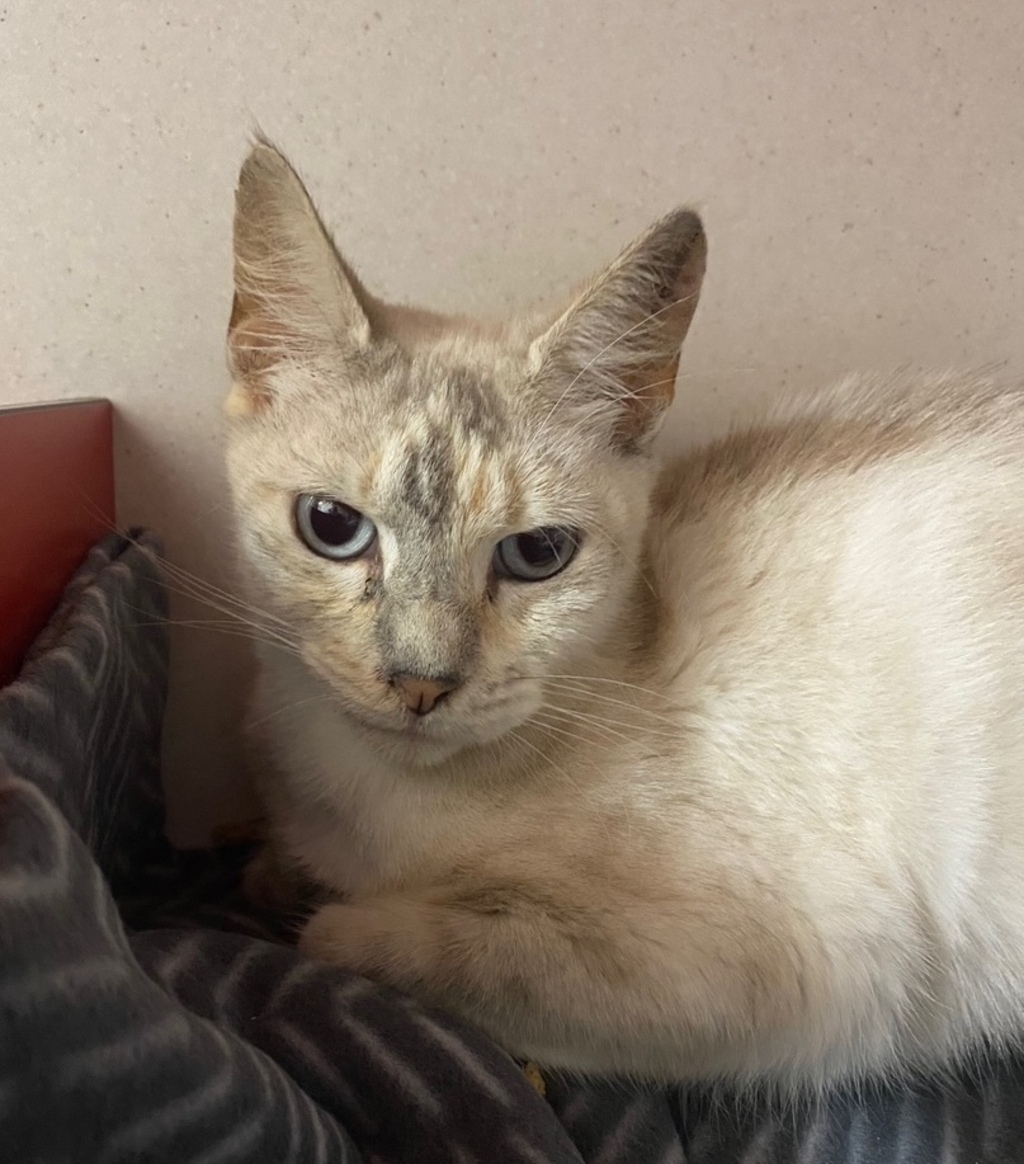 Vee Vee - Female Domestic Short Hair Mix Cat in QLD - PetRescue